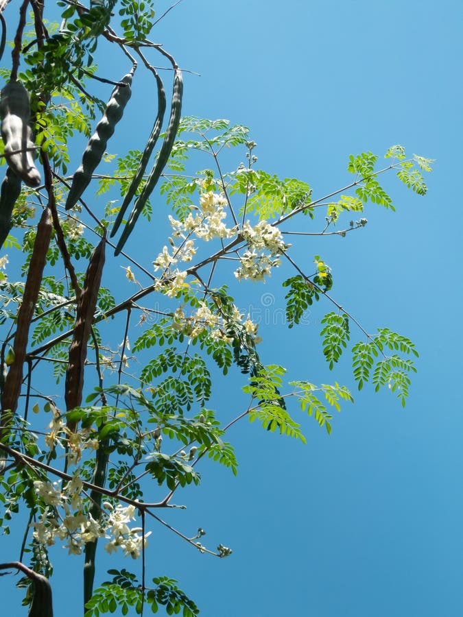Moringa Tree with Fruit and Flowers, Moringa Plant Concept Stock Photo ...