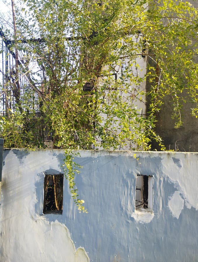 Moringa Tree House Fence Stock Photos - Free & Royalty-Free Stock ...