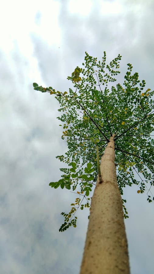 Moringa Tree Photographed from Below, Cloudy Blue Sky Background Stock ...