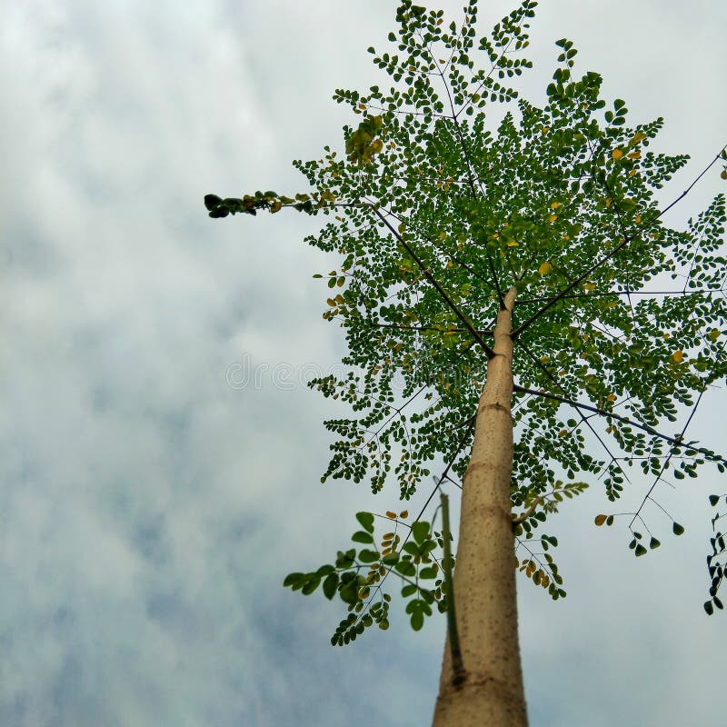 Moringa Tree Photographed from Below, Cloudy Blue Sky Background Stock ...