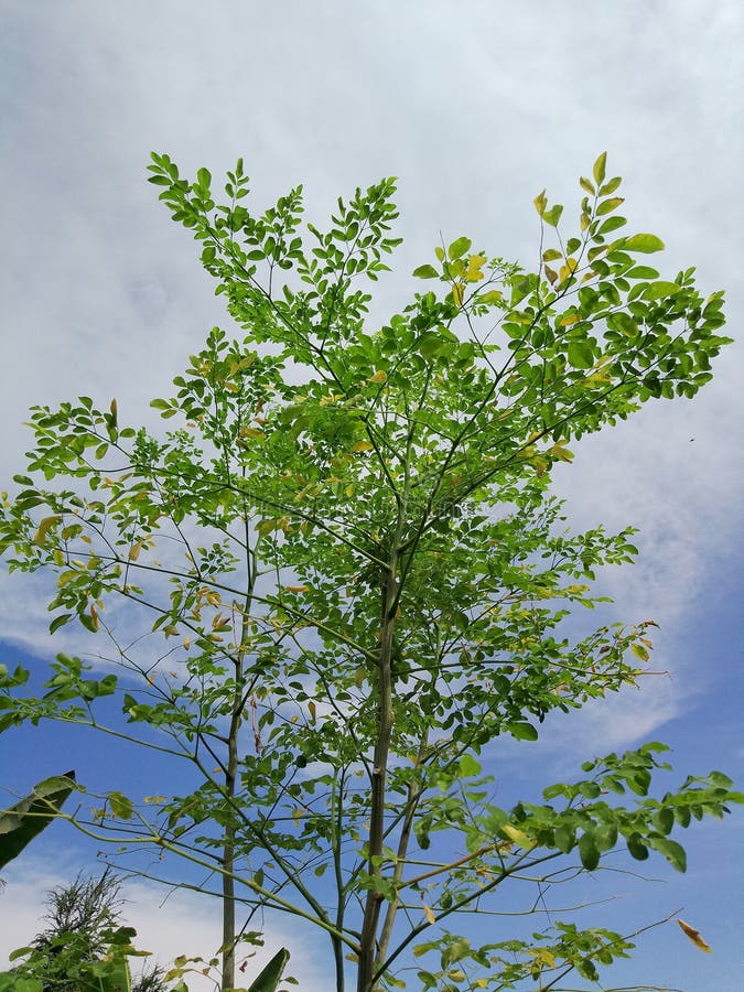 Moringa Tree Plant on a Bright Cloud Background Stock Image - Image of ...