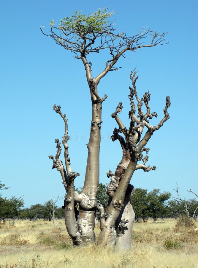 Moringa Tree - Sprokieswoud Stock Photo - Image of cloudless, fairytale ...