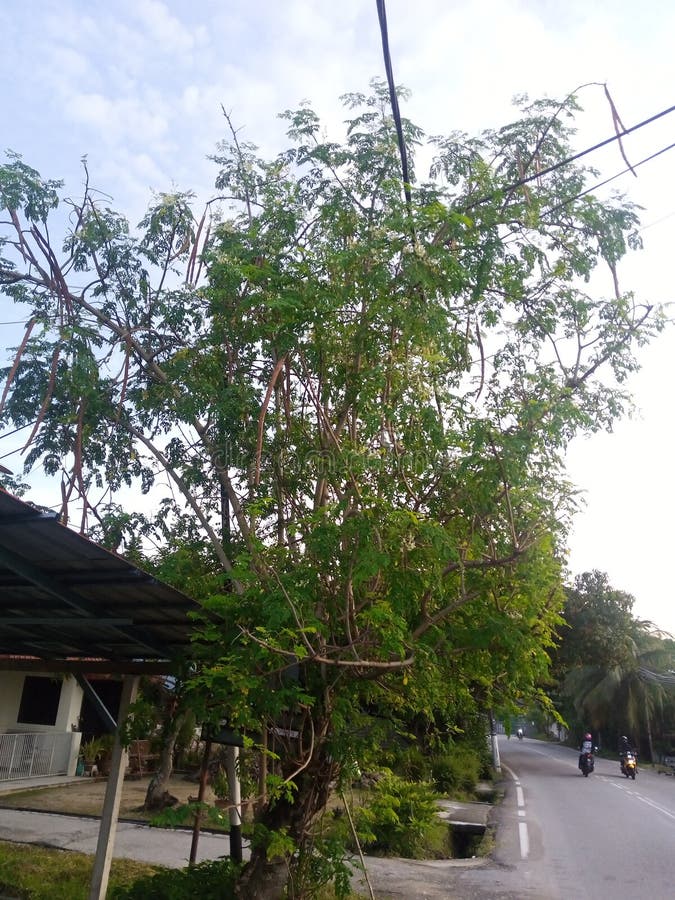 Moringa tree stock image. Image of neighbourhood, moringa - 232940775