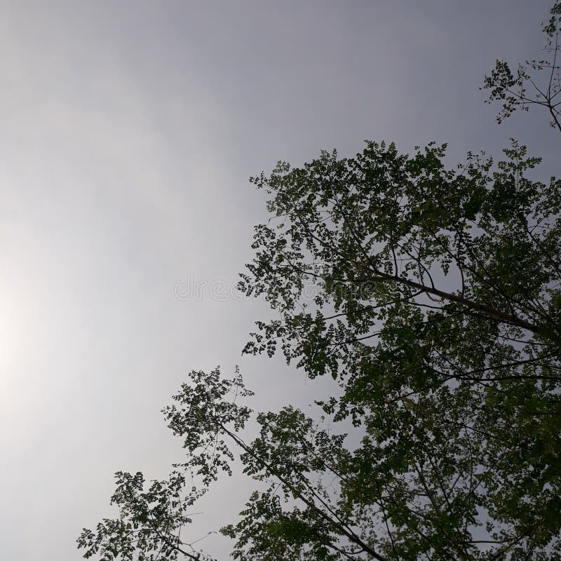 Moringa Trees and Cloudy Skies during the Day Stock Image - Image of ...