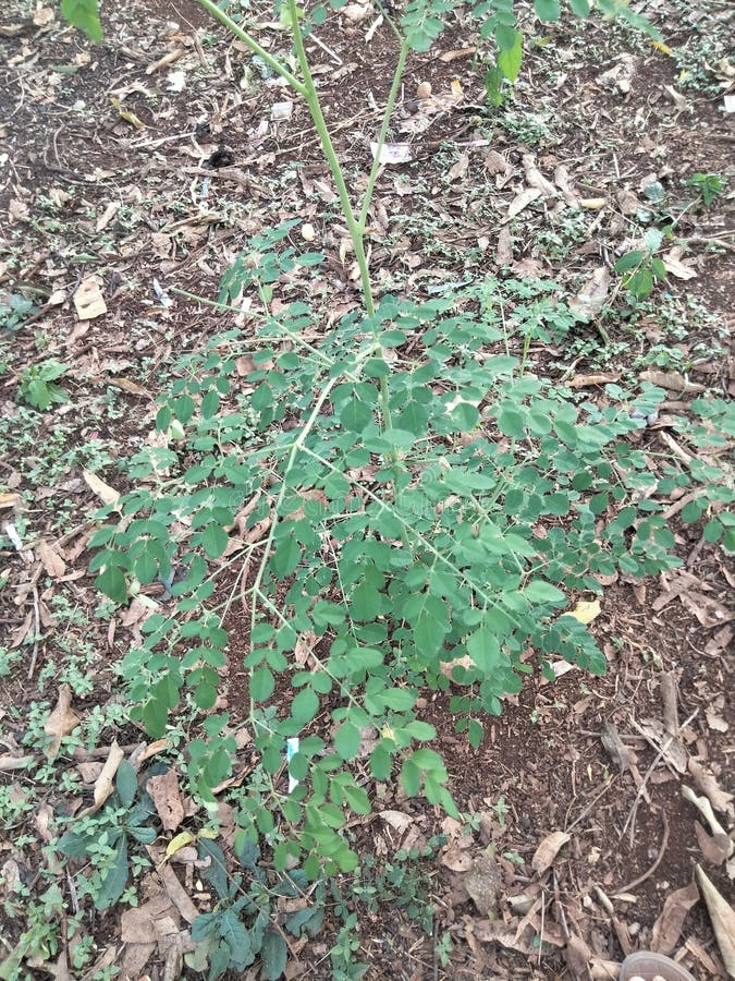 Moringa Trees Grow in Fertile Soil Stock Image - Image of grows ...