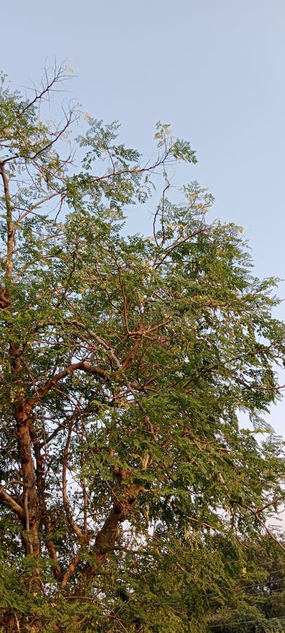 Moringa trees with sky. stock image. Image of tree, blossom - 260453881