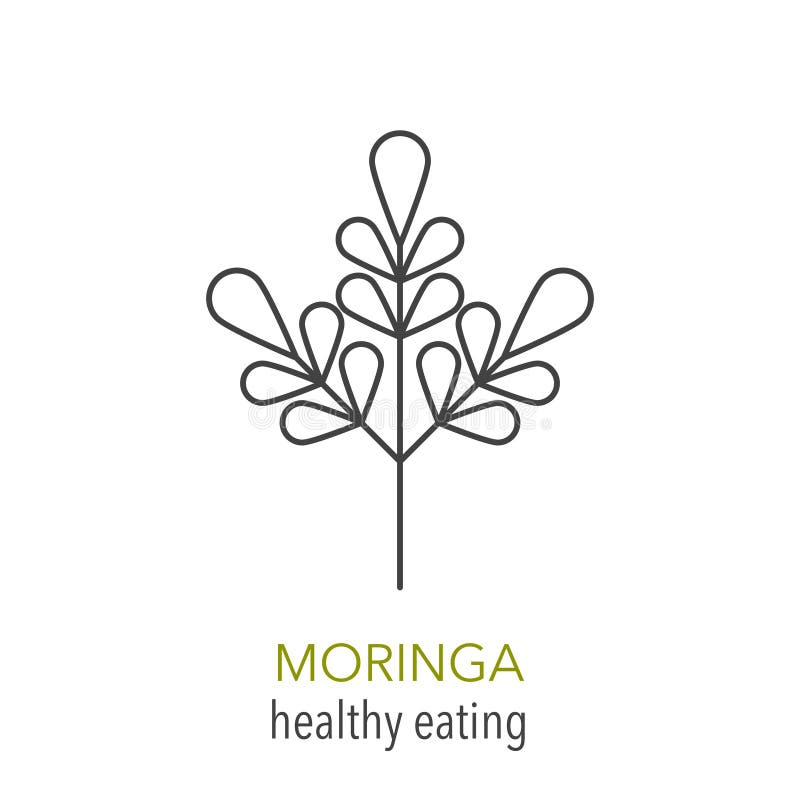 Moringa. Vector line icon stock vector. Illustration of healthy - 98516720