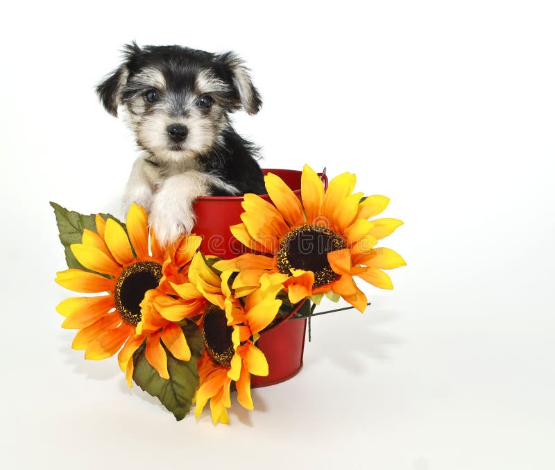 Cute Dog Sunflowers Stock Images - Download 82 Royalty Free Photos