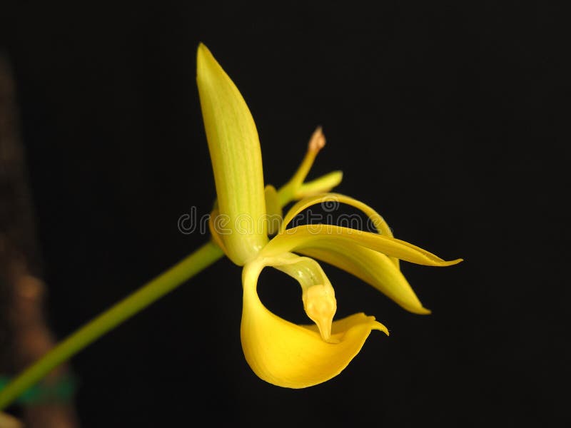 Mormodes stock photo. Image of orchid, blooming, nature - 1008846