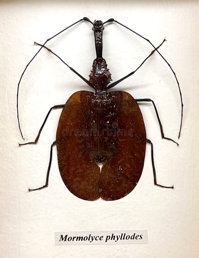 Mormolyce Phyllodes Beetle, Close-up. Macro Stock Photo - Image of ...