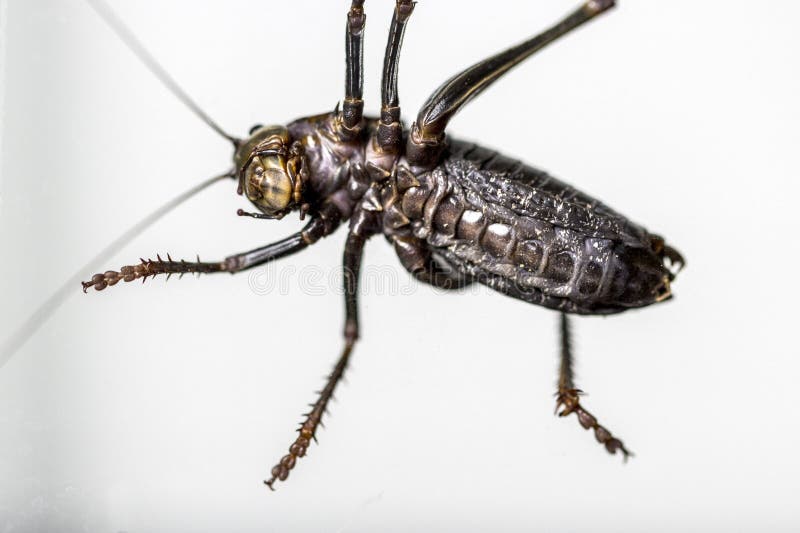 Mormon Crickets Underside View in Aquarium Macro Details Stock Image ...