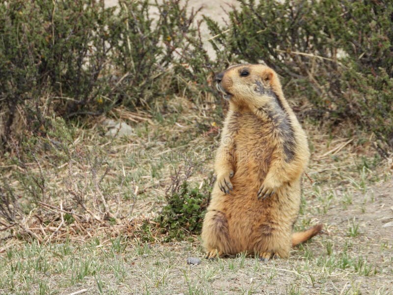 Mormot in himalayan ground stock photo. Image of himalayan - 245302976