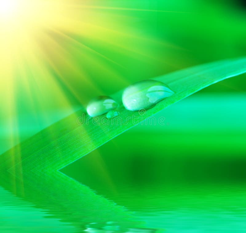 Water ripple in forest stock image. Image of lush, forest - 11051361