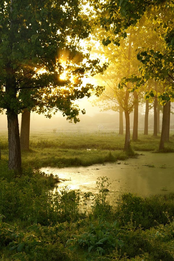 Morning stock photo. Image of early, environment, autumn - 5174072