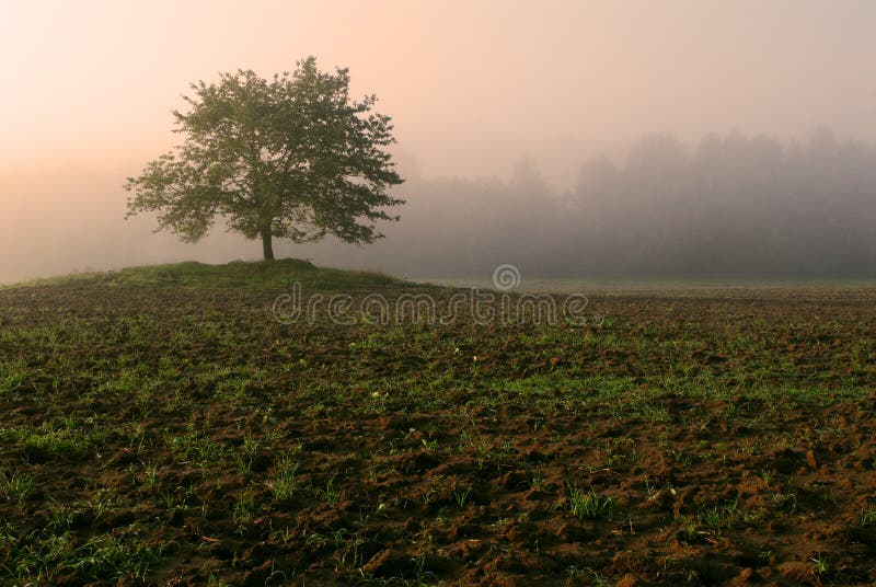 Misty Morning Tree stock image. Image of quiet, alone, nature - 266985