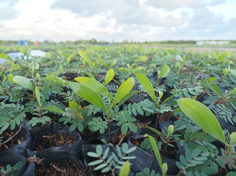 Morning at the Acacia Nursery Stock Image - Image of acacia, produce ...