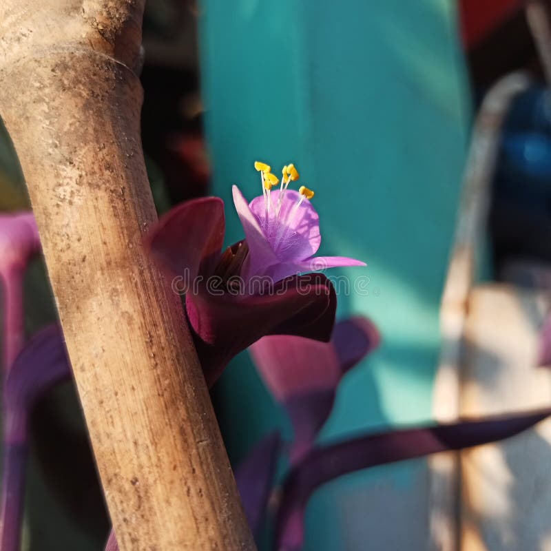 This Morning the Adam Flower Have Bloom on My House Stock Photo - Image ...