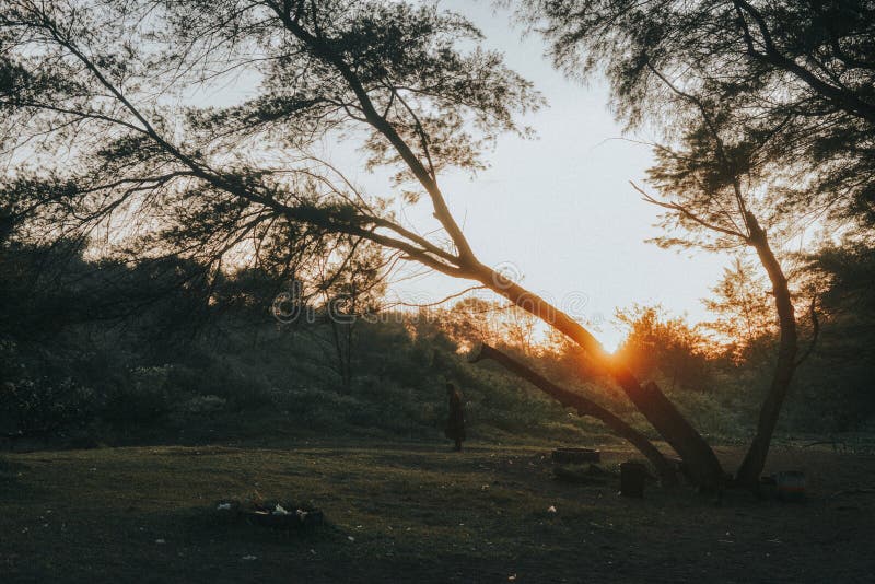 Morning alone stock photo. Image of alone, sunlight - 277187940