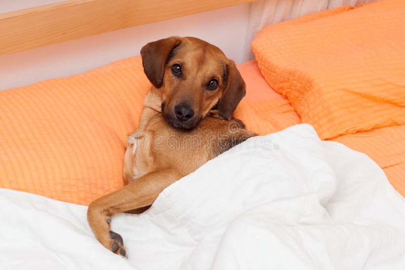 Is it morning already? stock photo. Image of handsome - 62925122