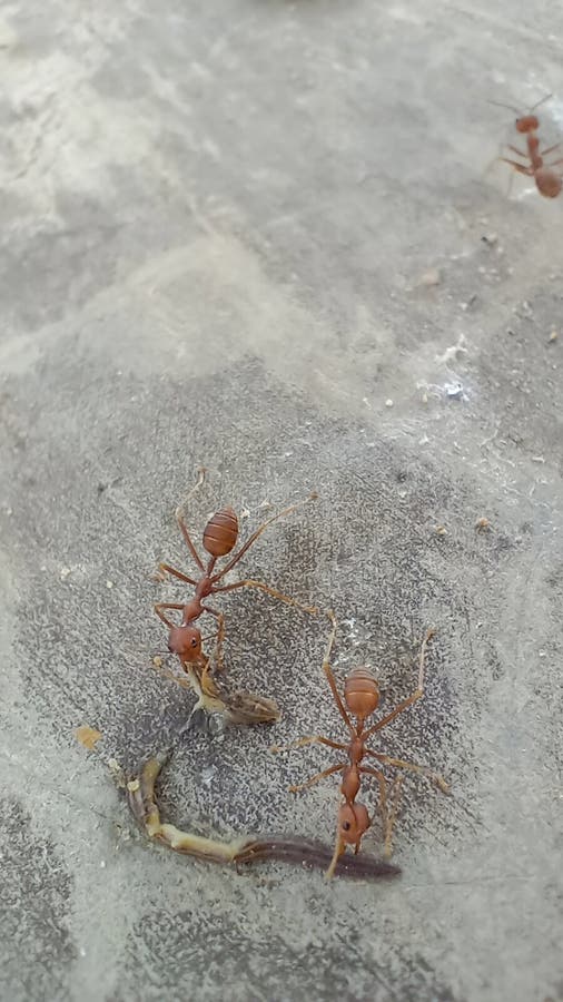 Morning ant activity stock image. Image of arthropod - 281626935