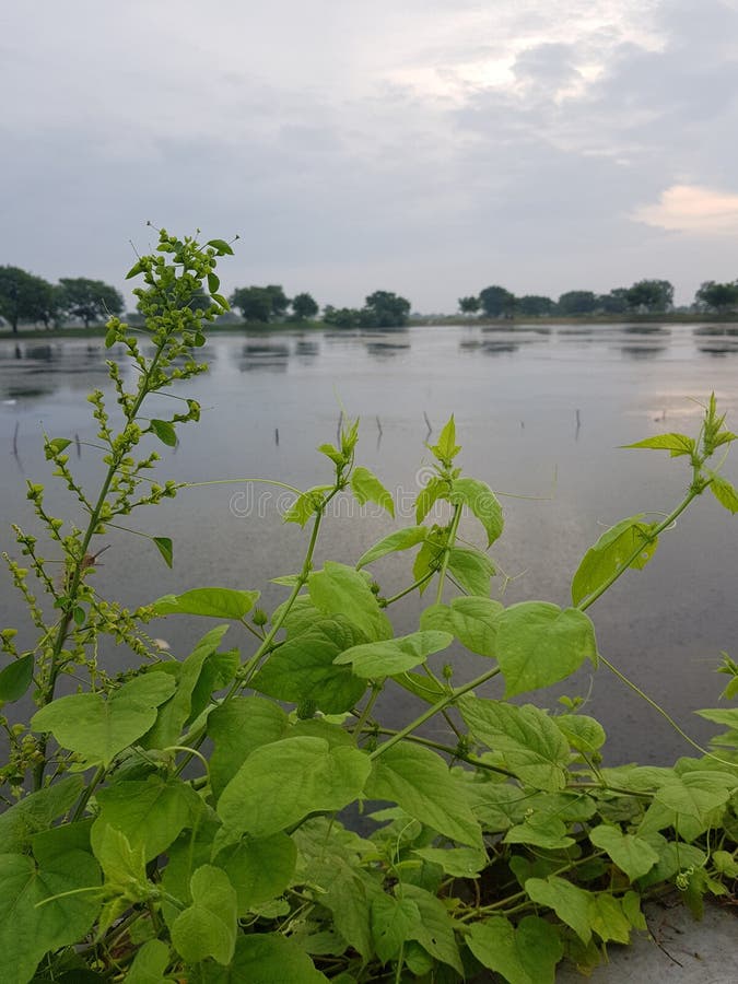 Morning Atmosphere by the Lake Stock Photo - Image of background ...