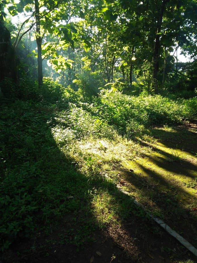 Morning Atmosphere in the Middle of the Forest Stock Photo - Image of ...