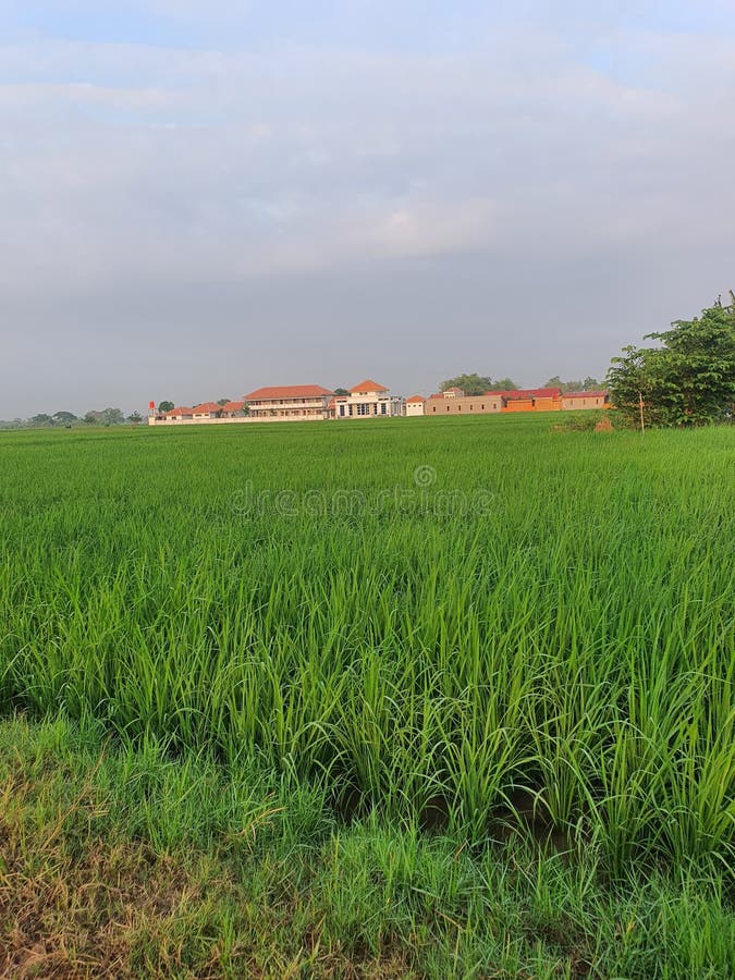 Morning Atmosphere in the Rice Fields Stock Image - Image of cool ...