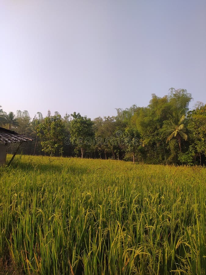 Morning Atmosphere in Shady Rice Fields Stock Image - Image of pasture ...