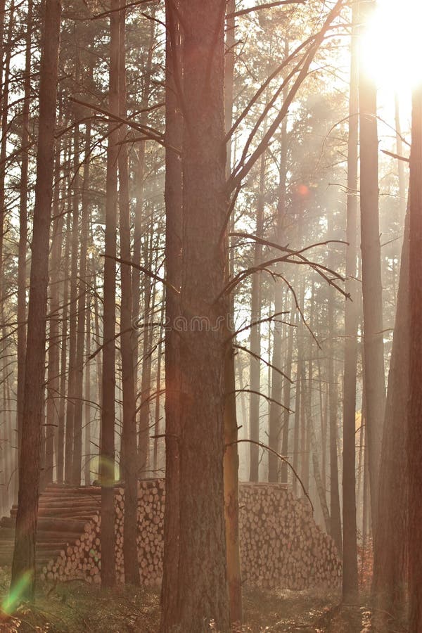 Morning in autumn stock image. Image of landscape, branches - 27737327