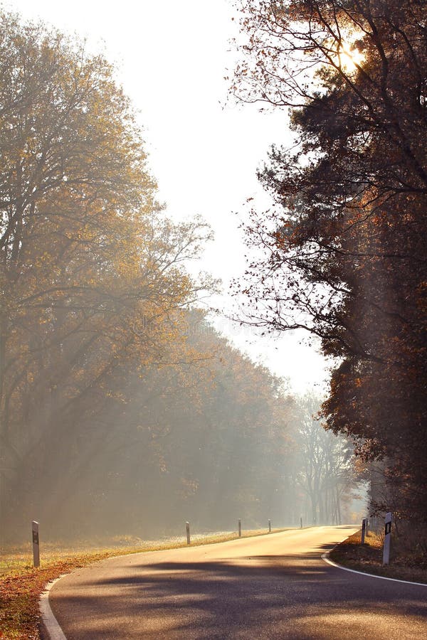 Morning in autumn stock image. Image of branches, autumn - 28208275