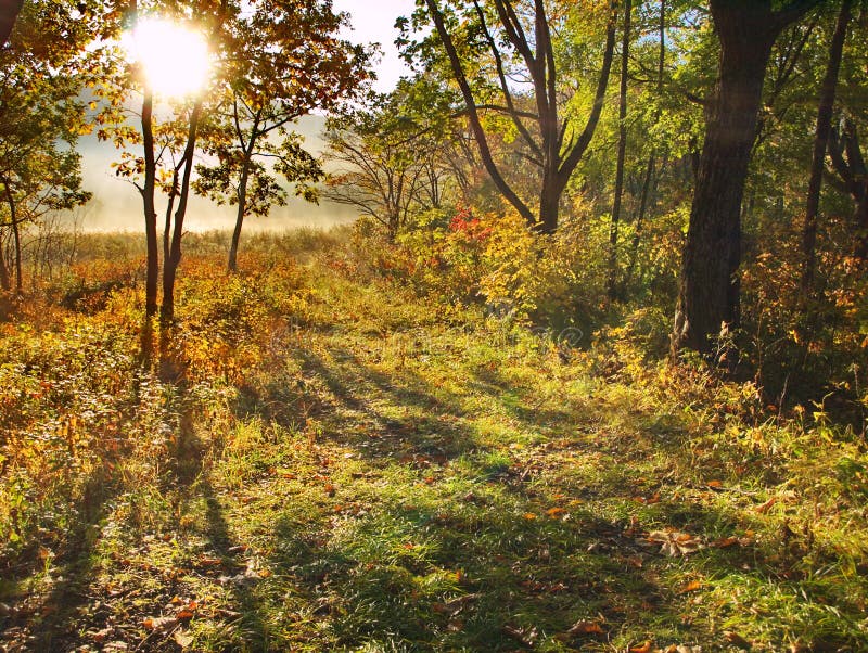 Beautiful Morning Autumn in Ohio Stock Photo - Image of rainforest ...