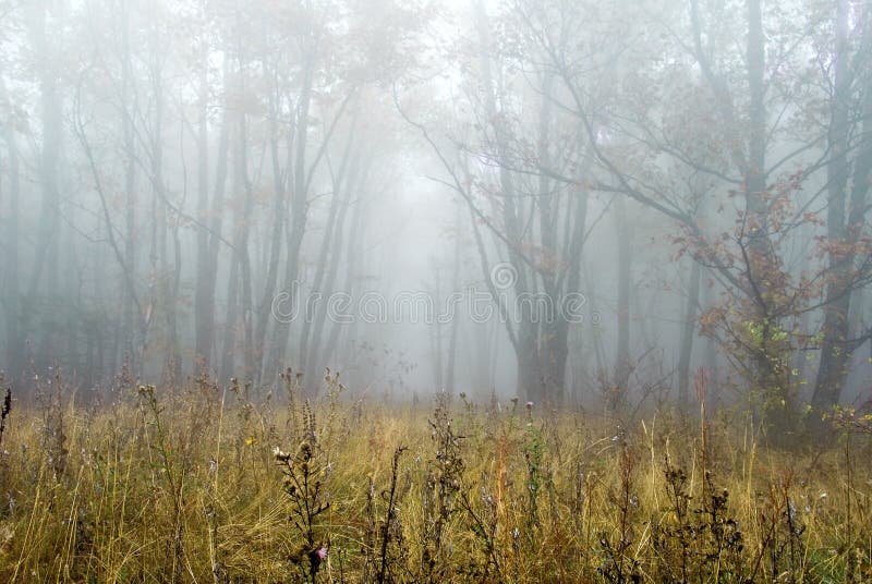 Morning autumn forest stock photo. Image of autumn, tourist - 7392694