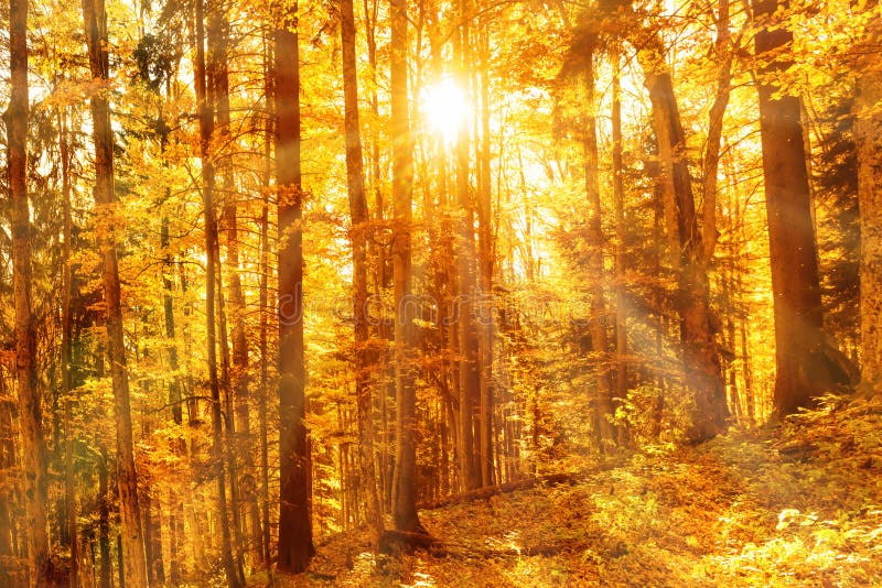 Morning in the Autumn Forest Stock Image - Image of bright, foliage ...
