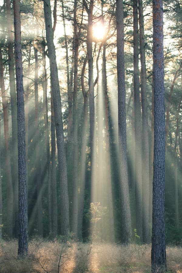 Morning in autumn stock image. Image of autumn, sunlight - 32285721