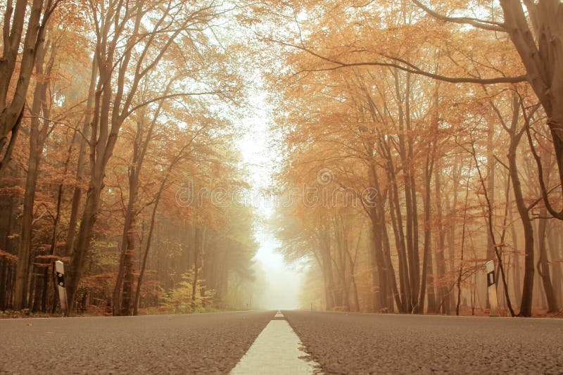 Morning in autumn stock image. Image of forest, trees - 55270375