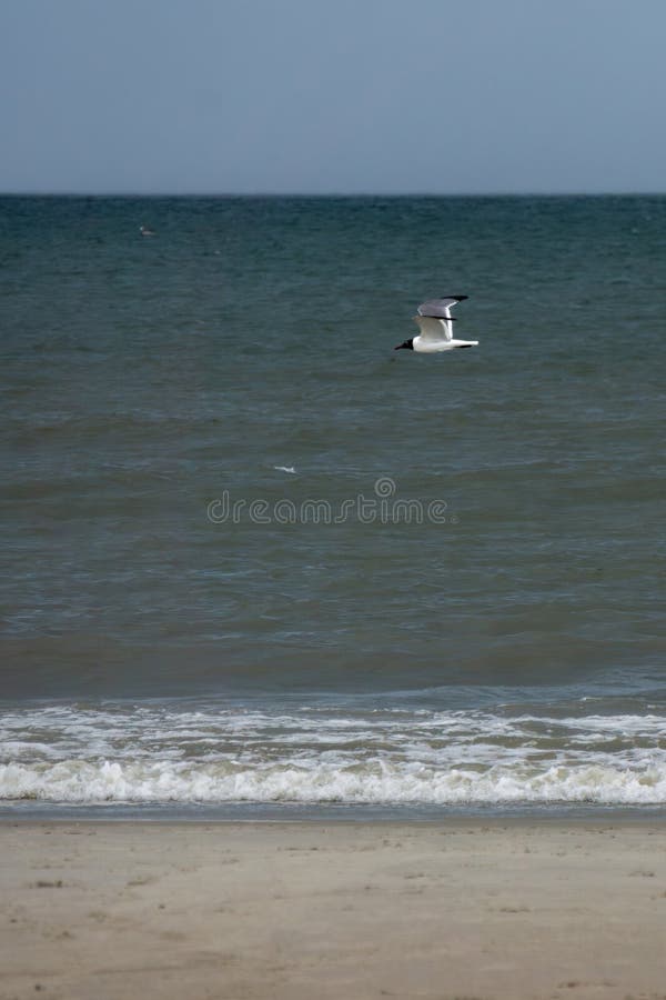 Morning at the beach stock photo. Image of coast, sand - 325912486
