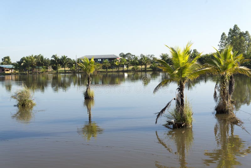 Morning on the beach. stock image. Image of shore, trunk - 84529953