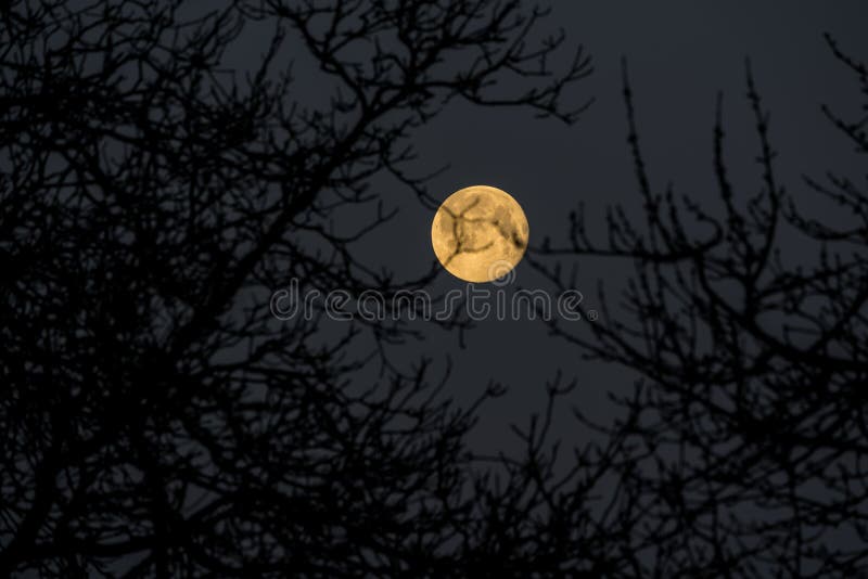 Moon behind the tree stock image. Image of black, outdoor - 211890625