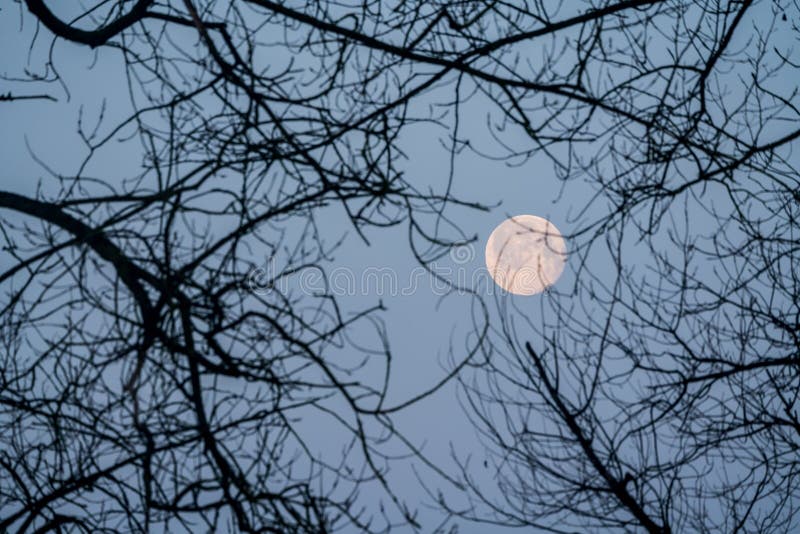 Moon behind the tree stock photo. Image of branches - 211890638