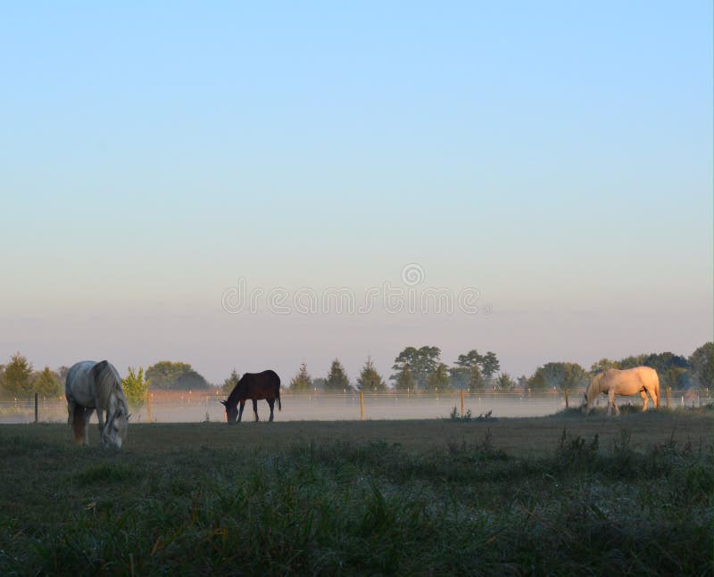 Morning stock image. Image of morning, horses, ranch - 108030107