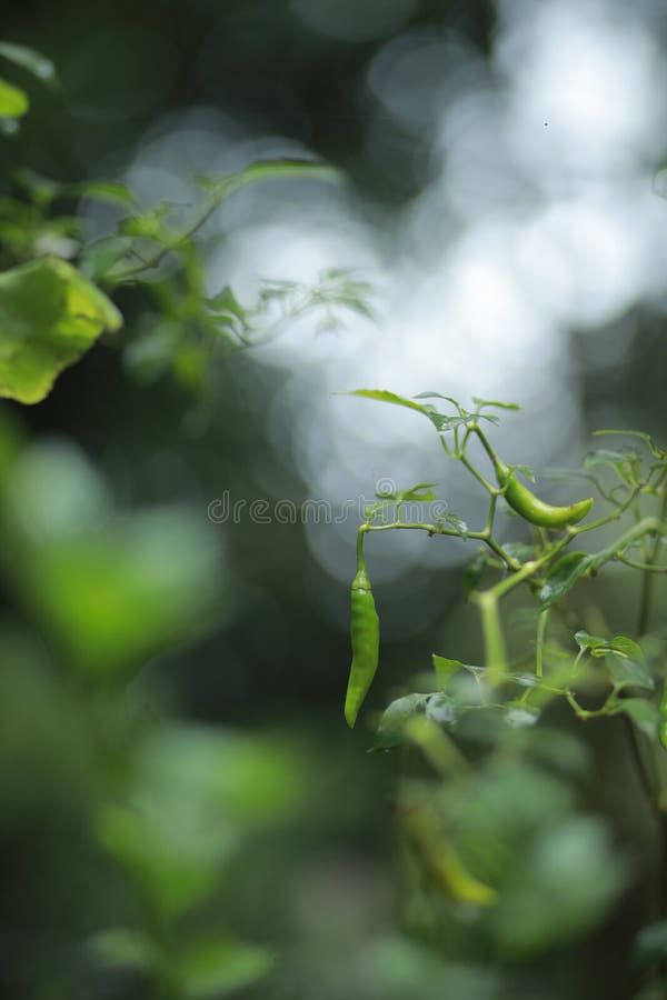 The Morning Beauty of Green Chilli Stock Photo - Image of chilli ...