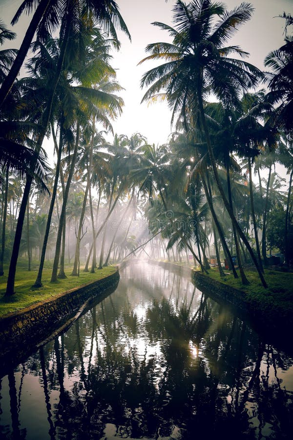 Morning Beauty at Rice Fields Stock Image - Image of water, beauty ...