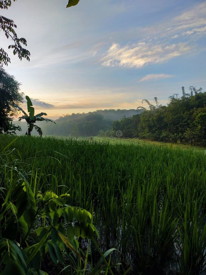 The Morning Beauty of the Village Rice Fields Stock Image - Image of ...