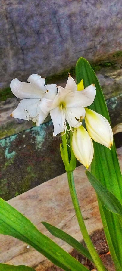 Morning big white part two stock image. Image of leaf - 284015331