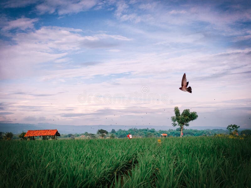 Morning bird stock image. Image of bird, flying, morning - 222583629