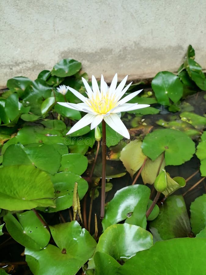 Royalty Free Stock Photos and Images