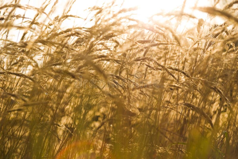 Morning breeze stock image. Image of side, dawn, early - 11055789