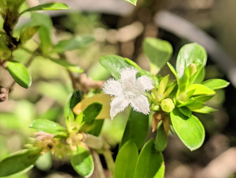 Morning Bright with Flowershead Yellow with Withe Stock Image - Image ...