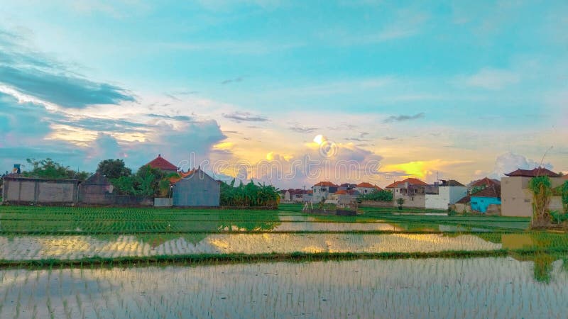Morning Bright Sky Rice Field Stock Photo - Image of grassland, dusk ...