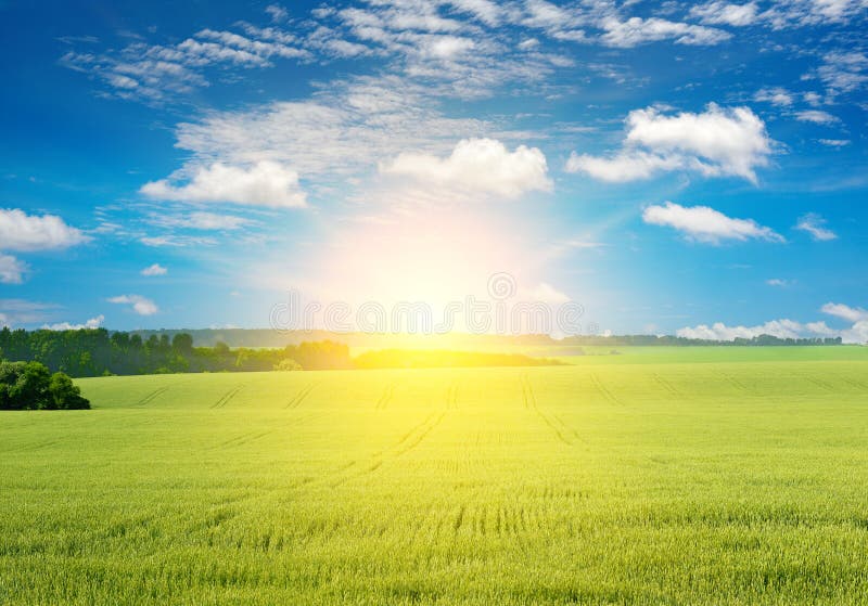 Morning with Bright Sun in Large Wheat Field Stock Photo - Image of ...
